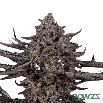 Tigerz Eye » Wirkung, Strain Reviews & Preise | flowzz
