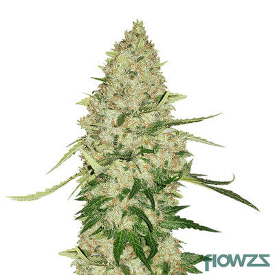 Citron Cookies » Wirkung, Strain Reviews & Preise | flowzz