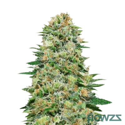 Strawberry Cheese Cake » Wirkung, Strain Reviews & Preise | flowzz
