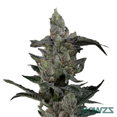 Tropic Candy » Wirkung, Strain Reviews & Preise | flowzz