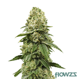 Citron Biker Cookies » Wirkung, Strain Reviews & Preise | flowzz