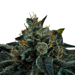 Ice Cream Wizard » Wirkung, Strain Reviews & Preise | flowzz